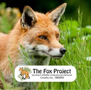 The Fox Project UK - Foxopedia