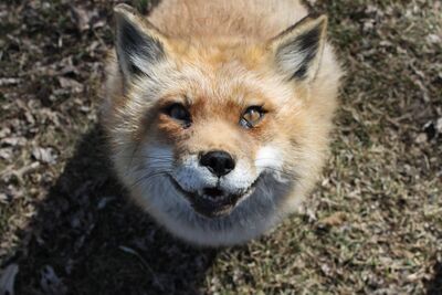 Finnegan - Foxopedia